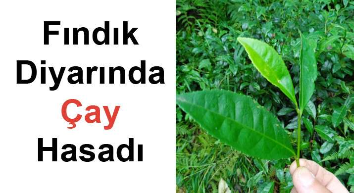 Fındık Diyarında Çay Hasadı